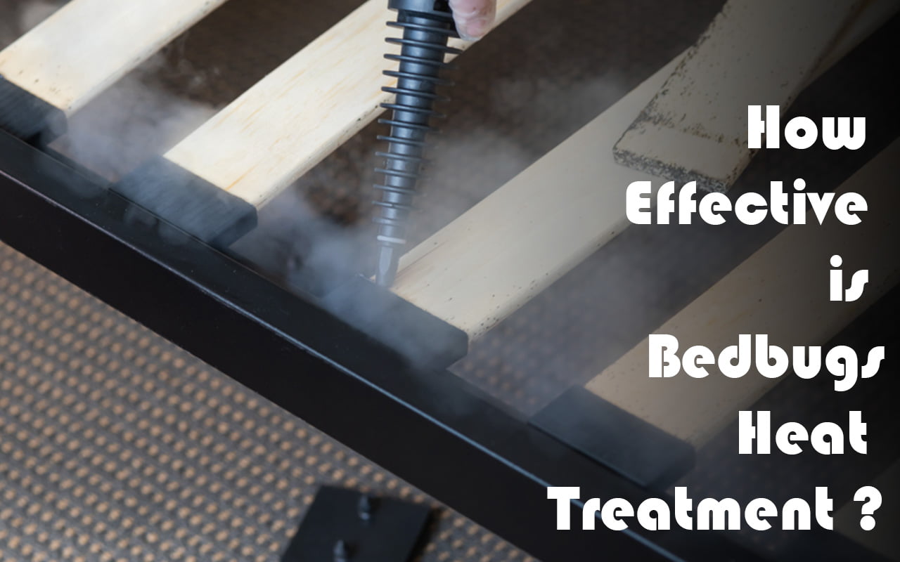 Exposing the Truth: The Worthiness of Heat Treatment in Eliminating Bed ... Exposing the Truth: The Worthiness of Heat Treatment in Eliminating Bed ...